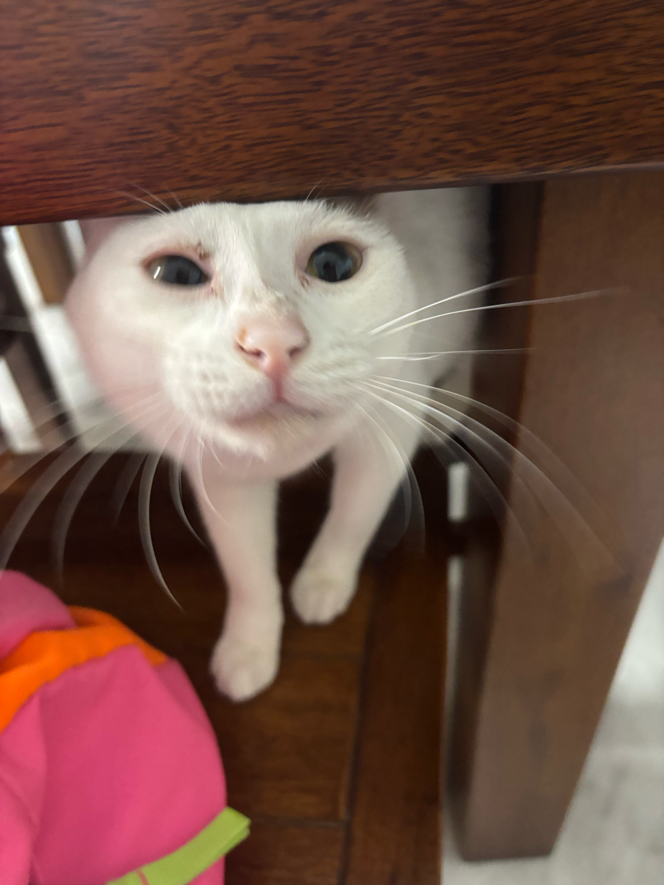 [已开奖][ROLL]5张小月卡 攒人品+入坑六周年(6.11日18点开) NGA玩家社区