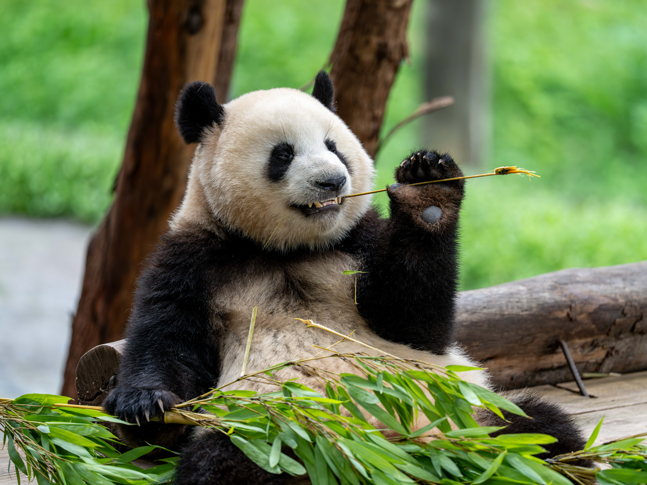 最近入了328特地飞了一趟重庆成都拍一拍熊猫 NGA玩家社区