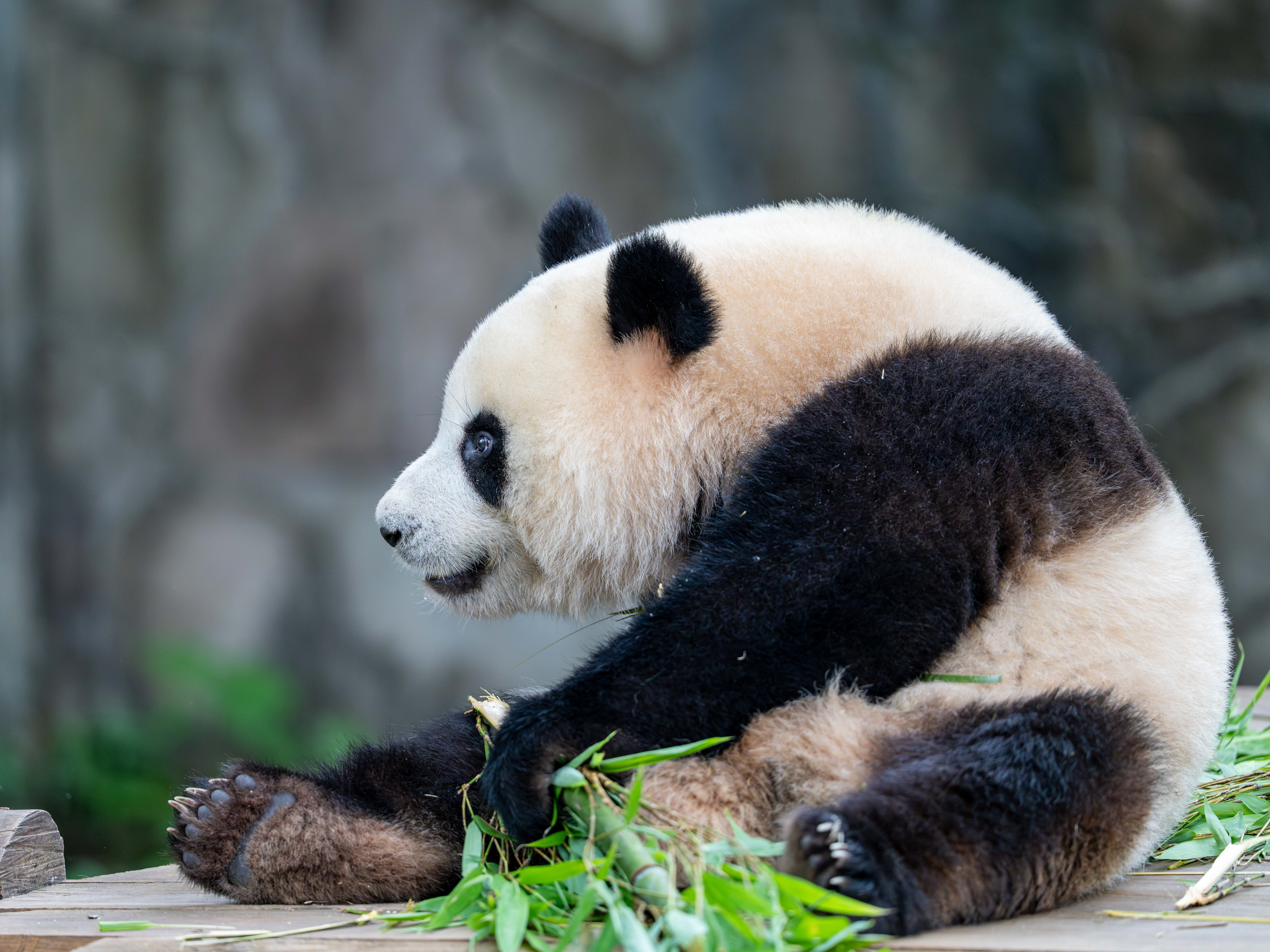 最近入了328特地飞了一趟重庆成都拍一拍熊猫 NGA玩家社区