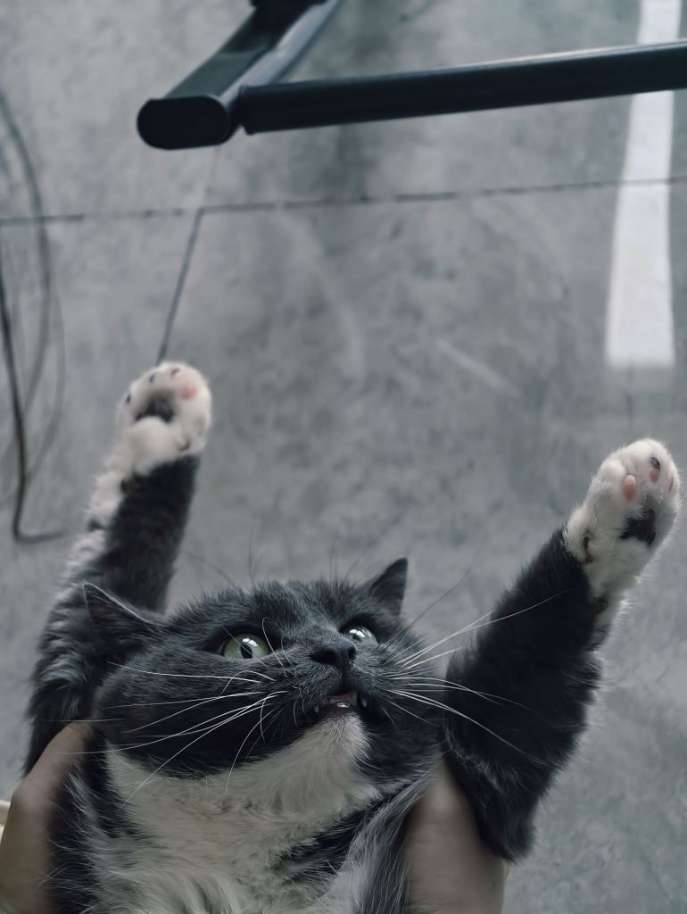 我爱我的小猫 NGA玩家社区