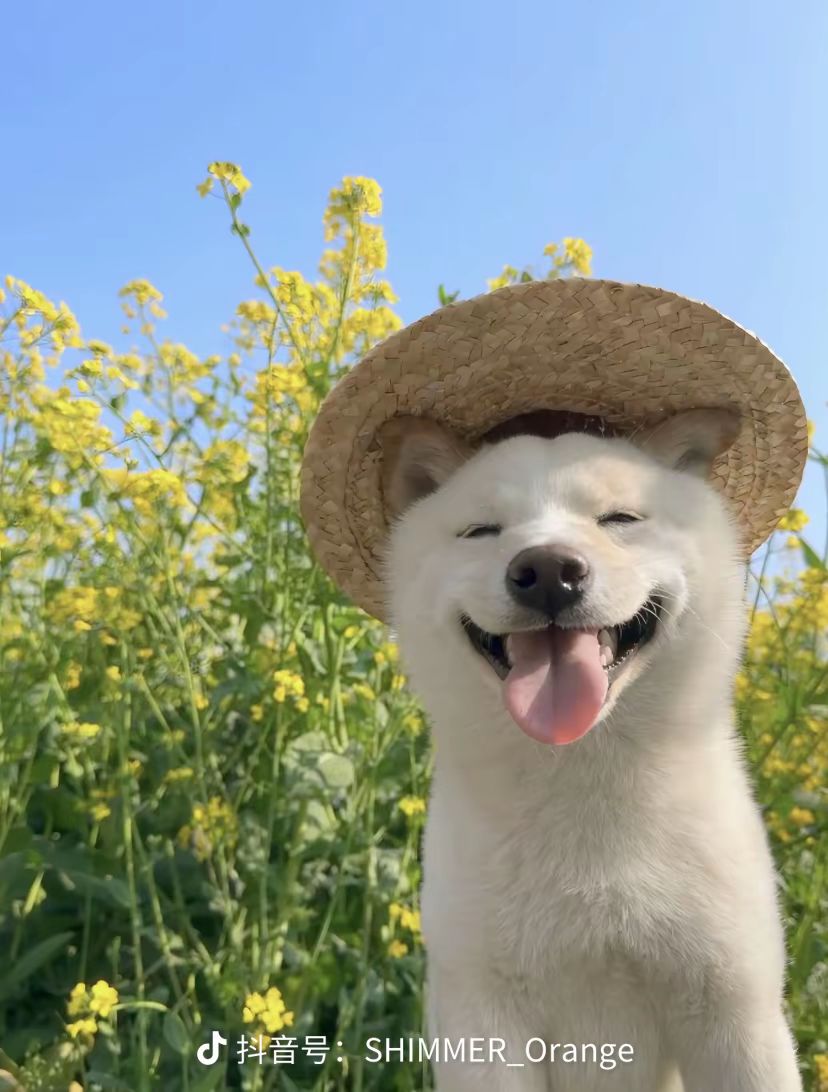 {求助}请求人生建议 NGA玩家社区