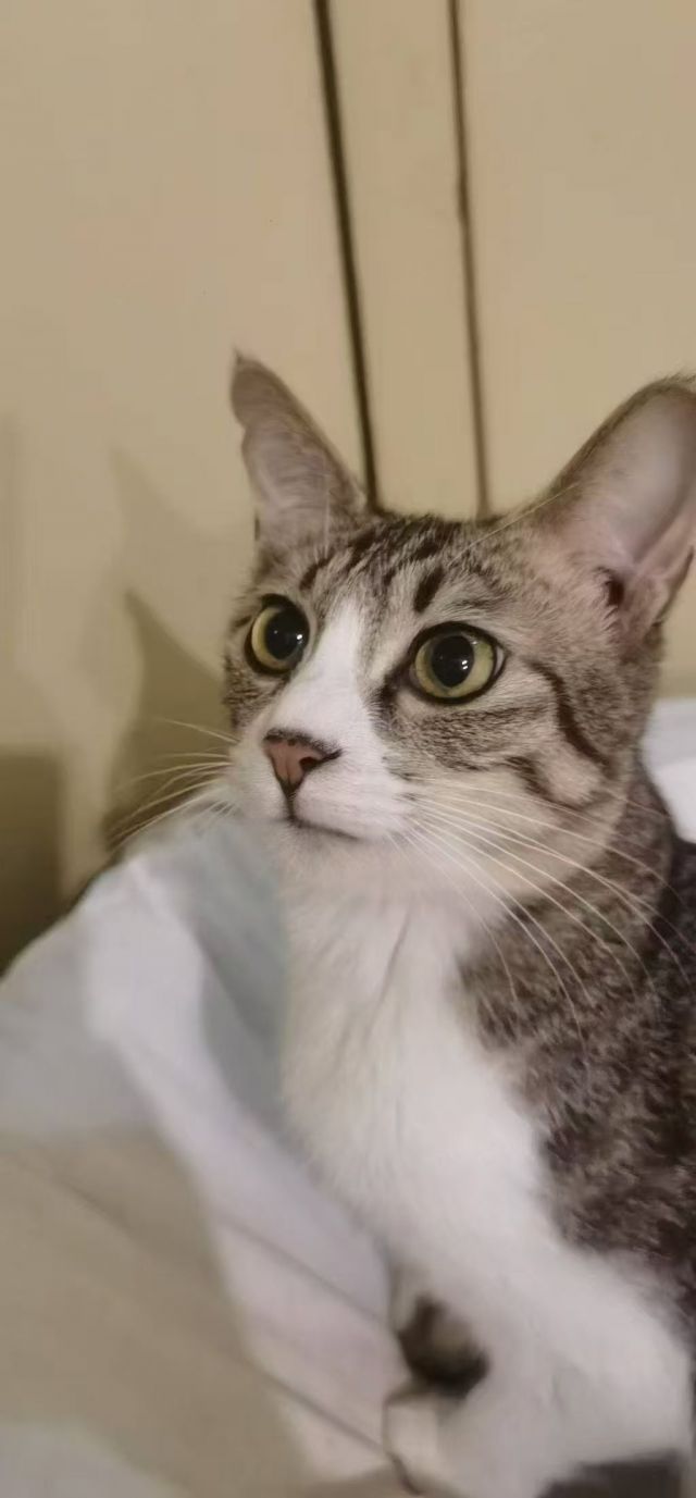 应届生忙活了半年找不到一份工作 NGA玩家社区