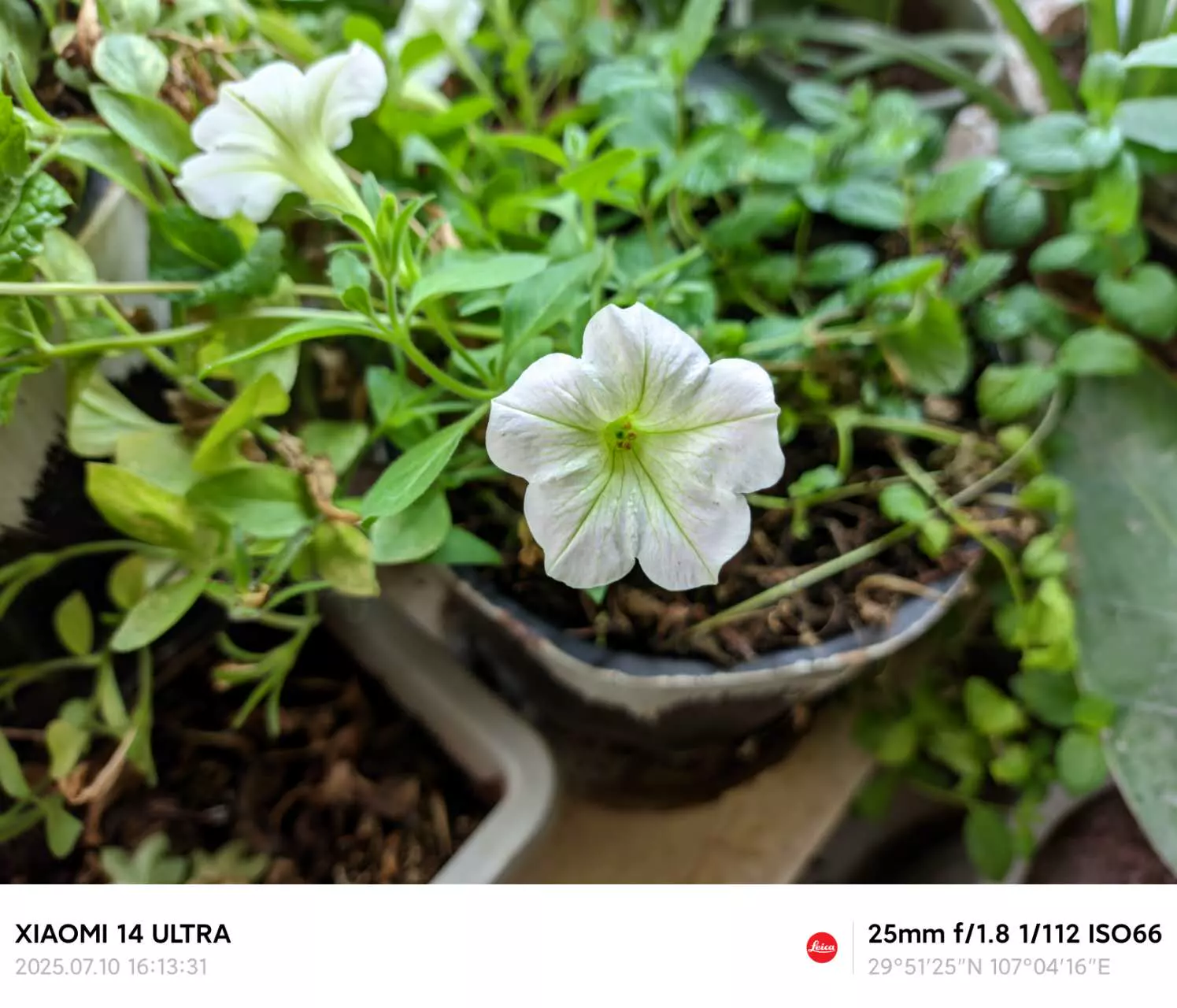 谷歌相机真的是yyds 178