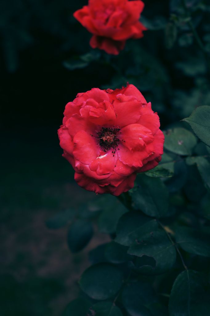 摄影真的让人入迷。。一个月不到，直接让我魔兽afk了 NGA玩家社区