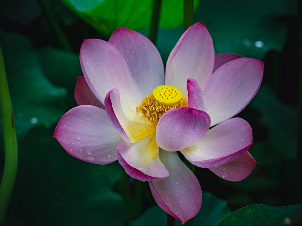 a7c2补一个视频头求助 NGA玩家社区