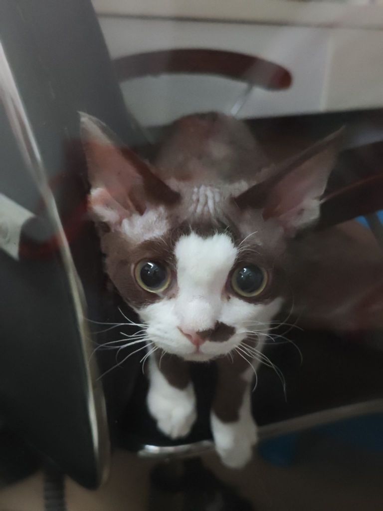 德文猫丑照，大家觉得好看吗，b站视频上传成功 NGA玩家社区