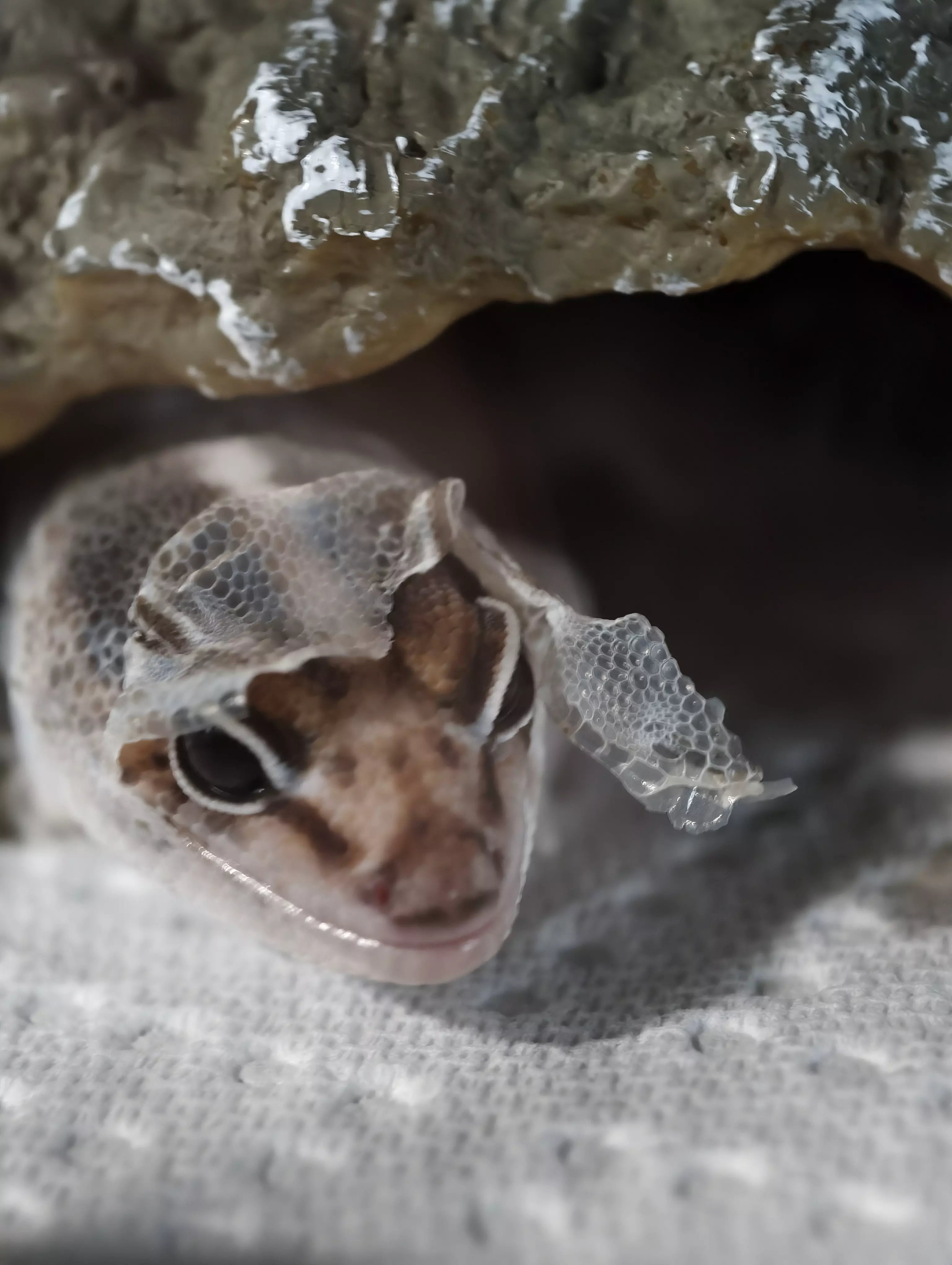 猫密切关注守宫褪皮 NGA玩家社区