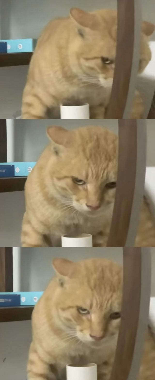 “眼里藏着狮子”到底是啥样的？ 178