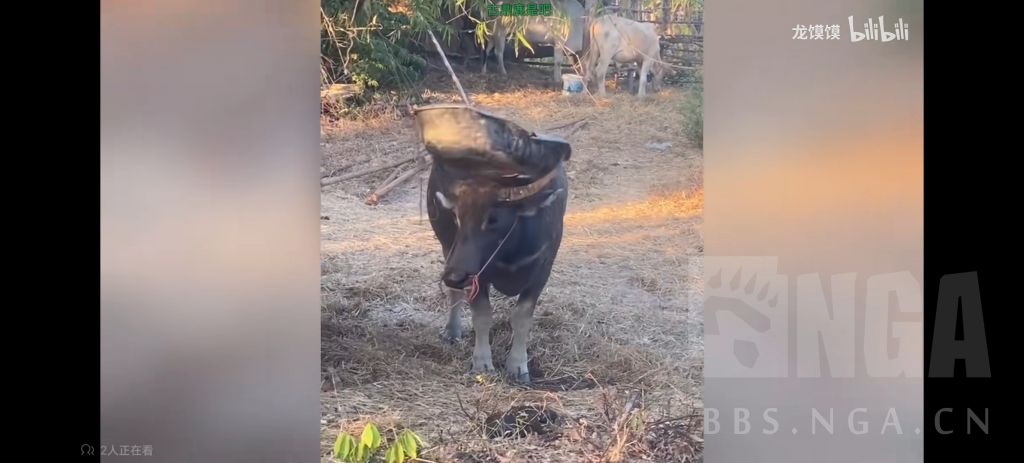 [杂谈氵] 疑似蓝原火主进化形态灵感来源(bushi) NGA玩家社区