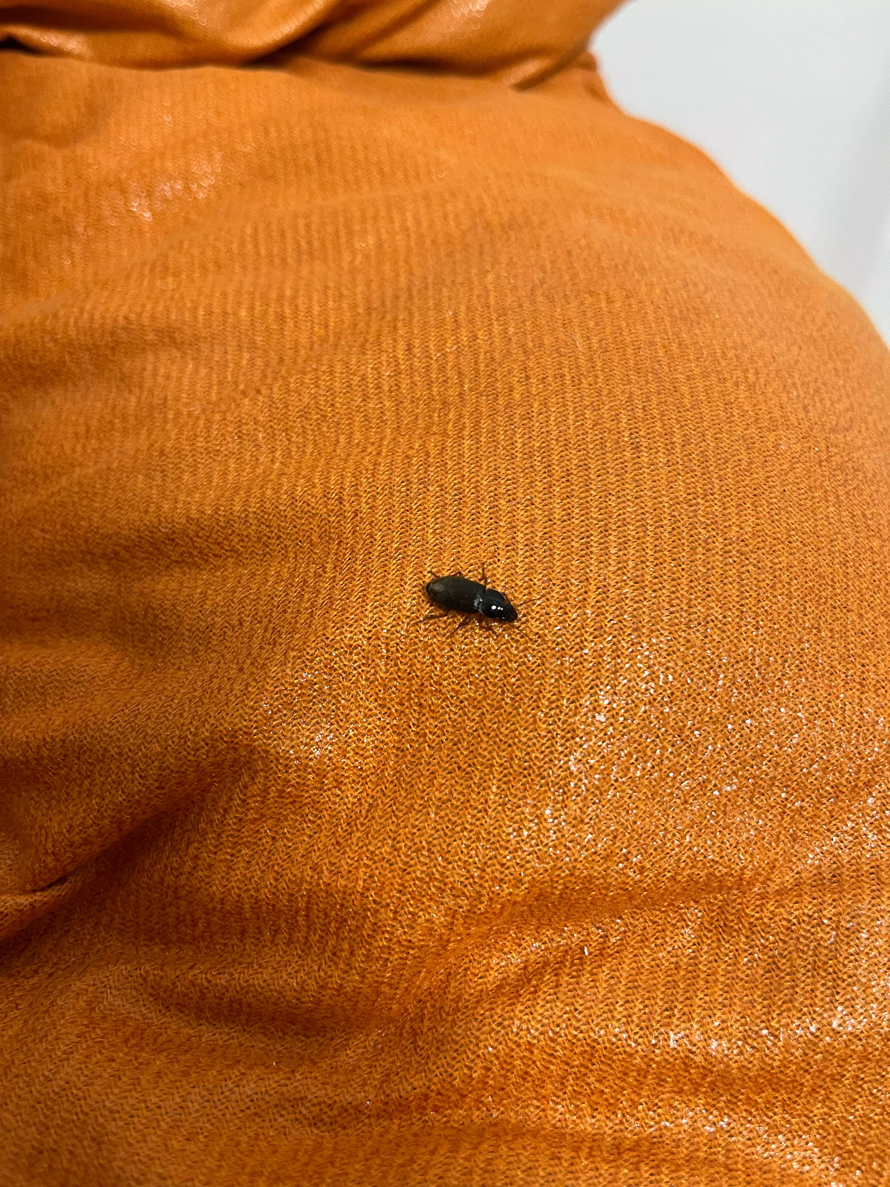 刚装修的新家，巨多这种虫子 NGA玩家社区