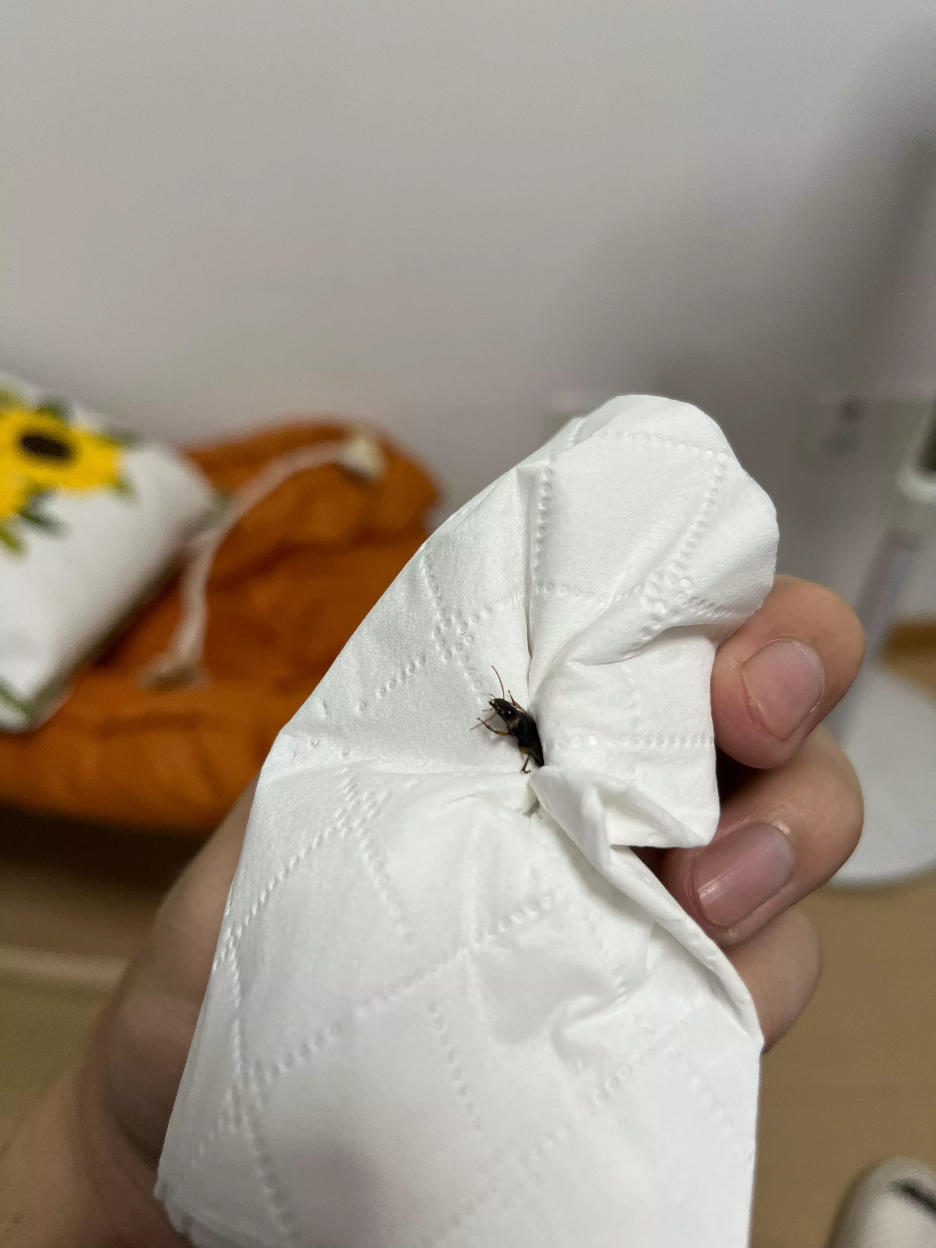 刚装修的新家，巨多这种虫子 NGA玩家社区