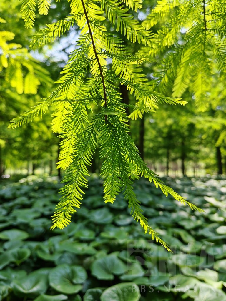 GT pro拍照 NGA玩家社区