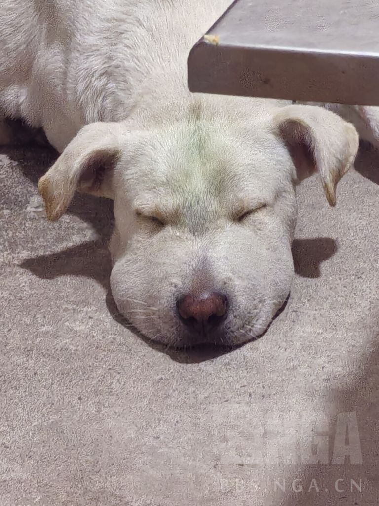 文字yw了 NGA玩家社区