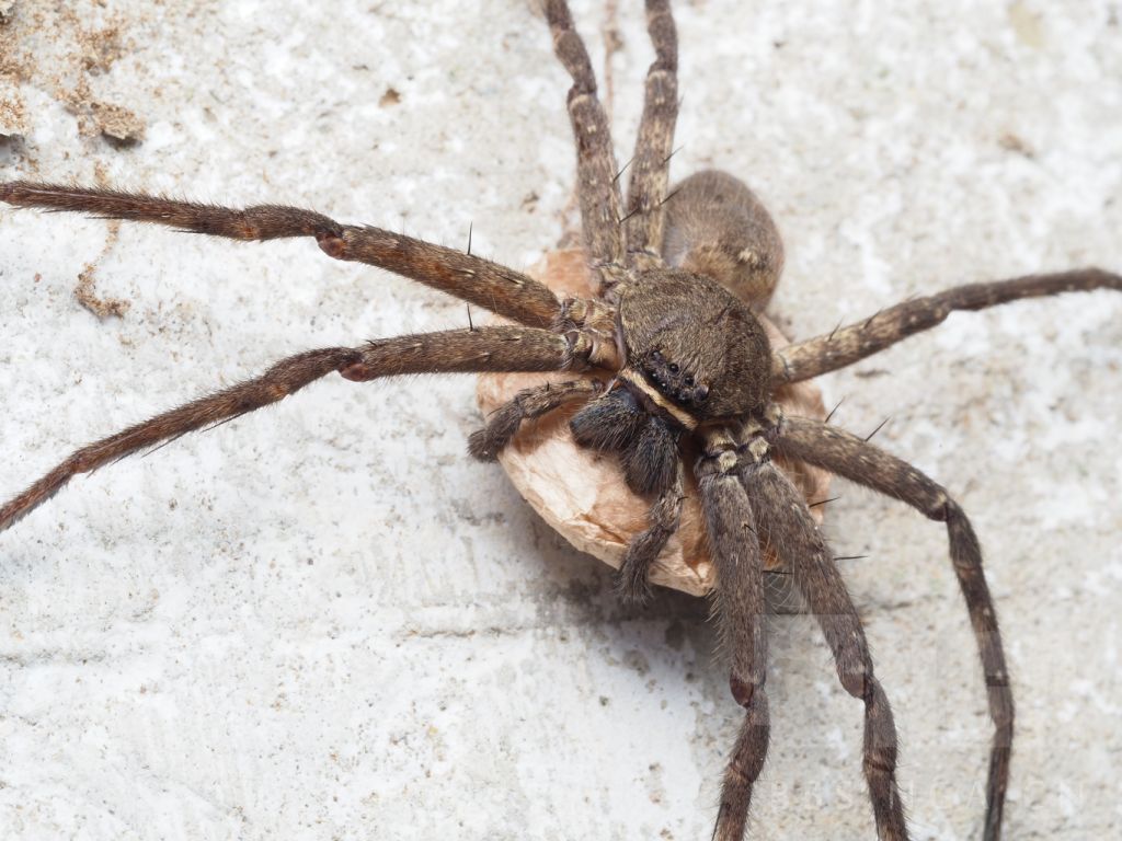 怎么才能画出丝母的母性呢 NGA玩家社区