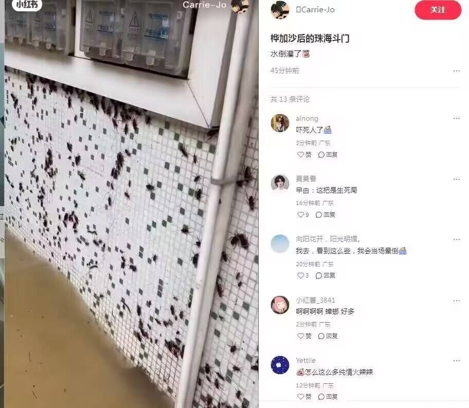 猴区最喜欢的蟑螂娘，她回来了 NGA玩家社区