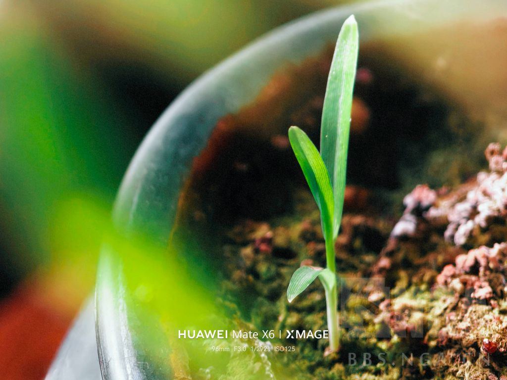 MateX6随便拍了几张照片 NGA玩家社区