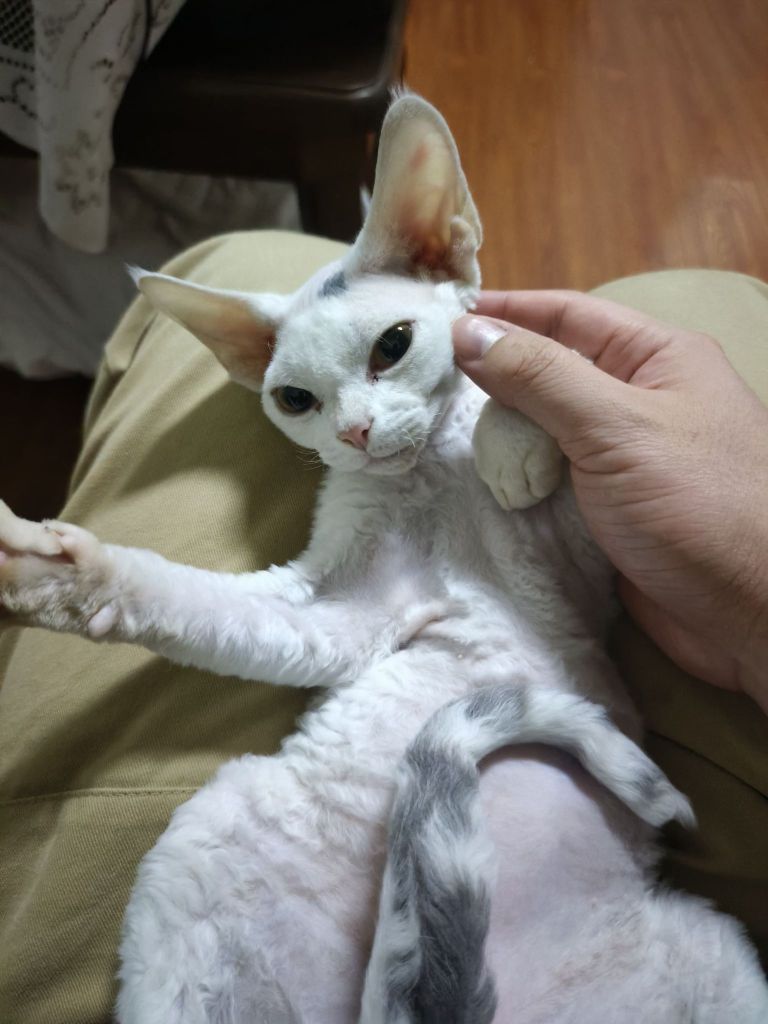 想再买一款猫粮，混着吃，之前那款它好像不太喜欢吃了 NGA玩家社区