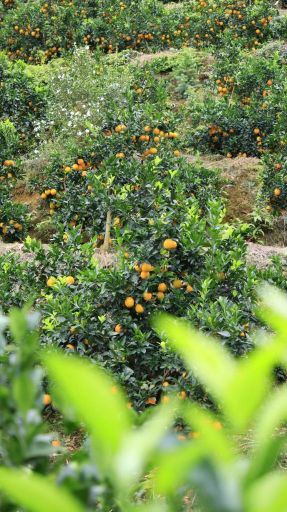 卖了300多斤，才买得起528，这物价，哎 NGA玩家社区