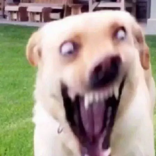 [闲聊杂谈] 如果明天的大活是如我所书官方立体书周边堂堂出版卖1112一本，昔u会破防吗？ NGA玩家社区