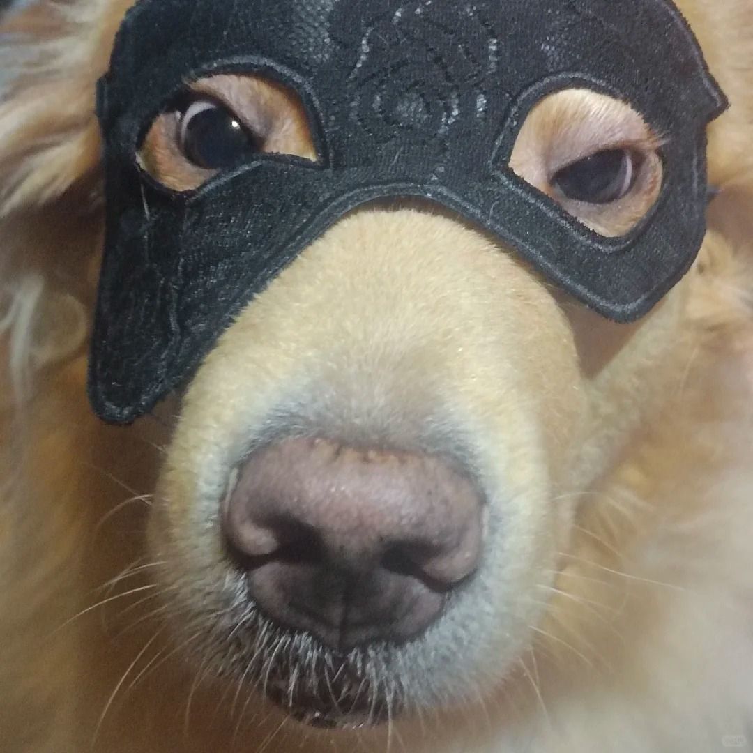 [安科/安价] [MYGO][同人]如果大伙儿只是在演一部叫作《bangdream》的电视剧？ NGA玩家社区